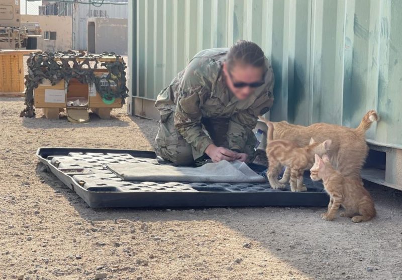This Mama Kitty Comforted Soldiers Overseas; Now She's Going To The ...