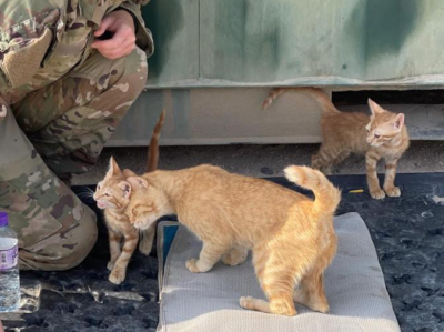 This Mama Kitty Comforted Soldiers Overseas; Now She's Going To The ...