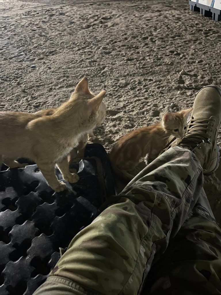 This Mama Kitty Comforted Soldiers Overseas; Now She's Going To The ...