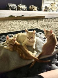 This Mama Kitty Comforted Soldiers Overseas; Now She's Going To The ...
