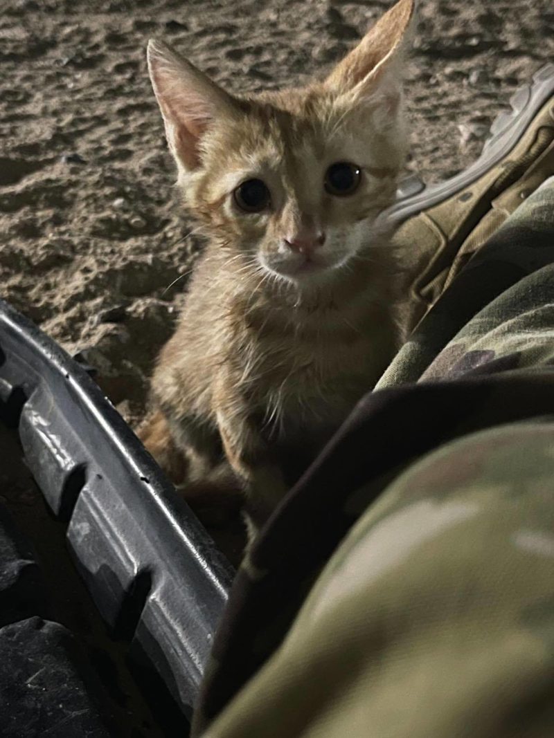 This Mama Kitty Comforted Soldiers Overseas; Now She's Going To The ...