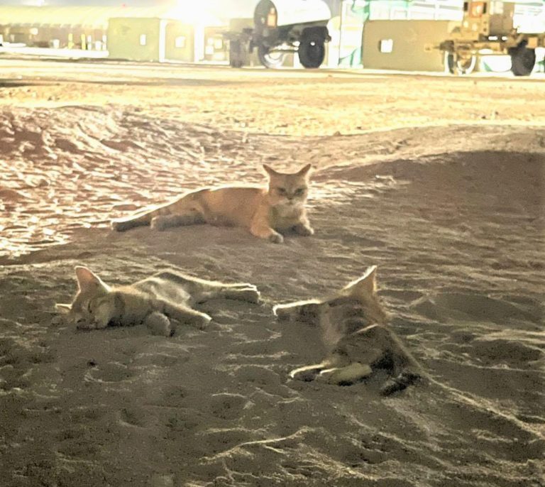 This Mama Kitty Comforted Soldiers Overseas; Now She's Going To The ...