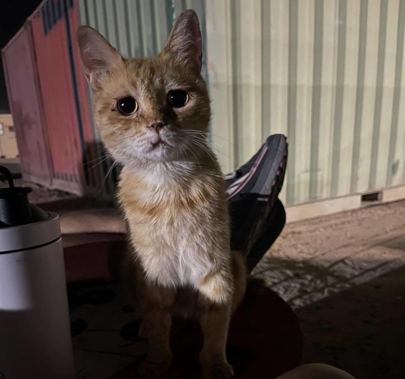 This Mama Kitty Comforted Soldiers Overseas; Now She's Going To The ...