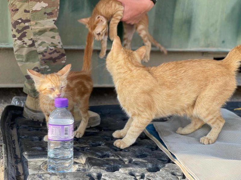 This Mama Kitty Comforted Soldiers Overseas; Now She's Going To The ...