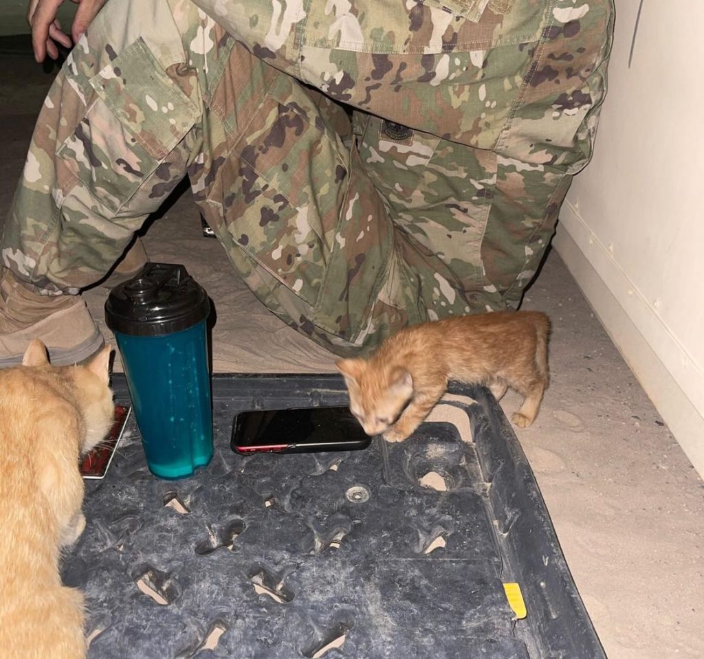 This Mama Kitty Comforted Soldiers Overseas; Now She's Going To The ...
