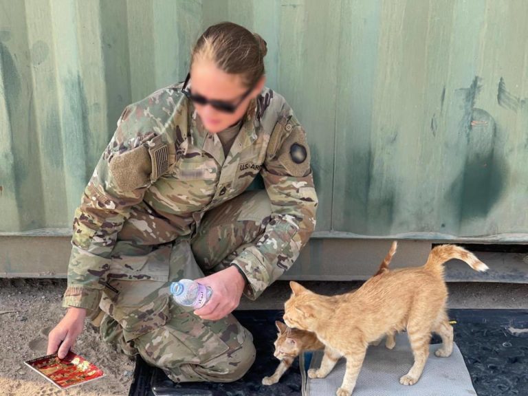 This Mama Kitty Comforted Soldiers Overseas; Now She's Going To The ...