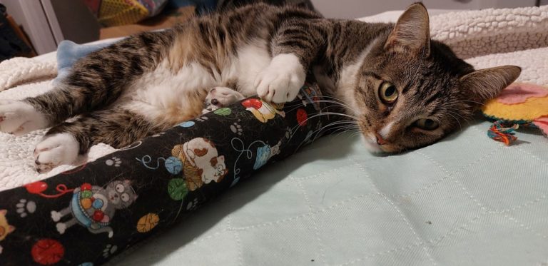 Tuck, A Sweet Kitty With Manx Syndrome Overcomes Adversity To Find His ...