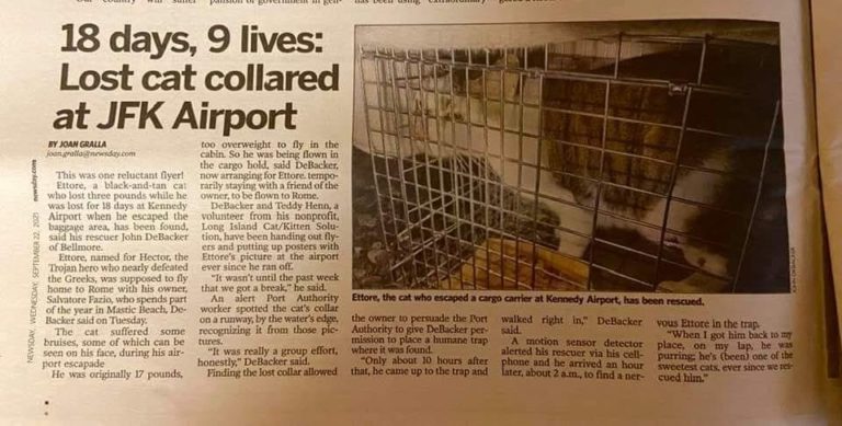 After Daring Escape, Cat Who Spent 3 Weeks At NY Airport Is Safe - Cole ...