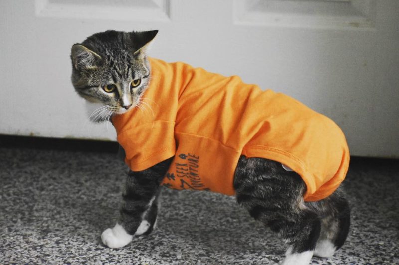 Tuck, A Sweet Kitty With Manx Syndrome Overcomes Adversity To Find His ...