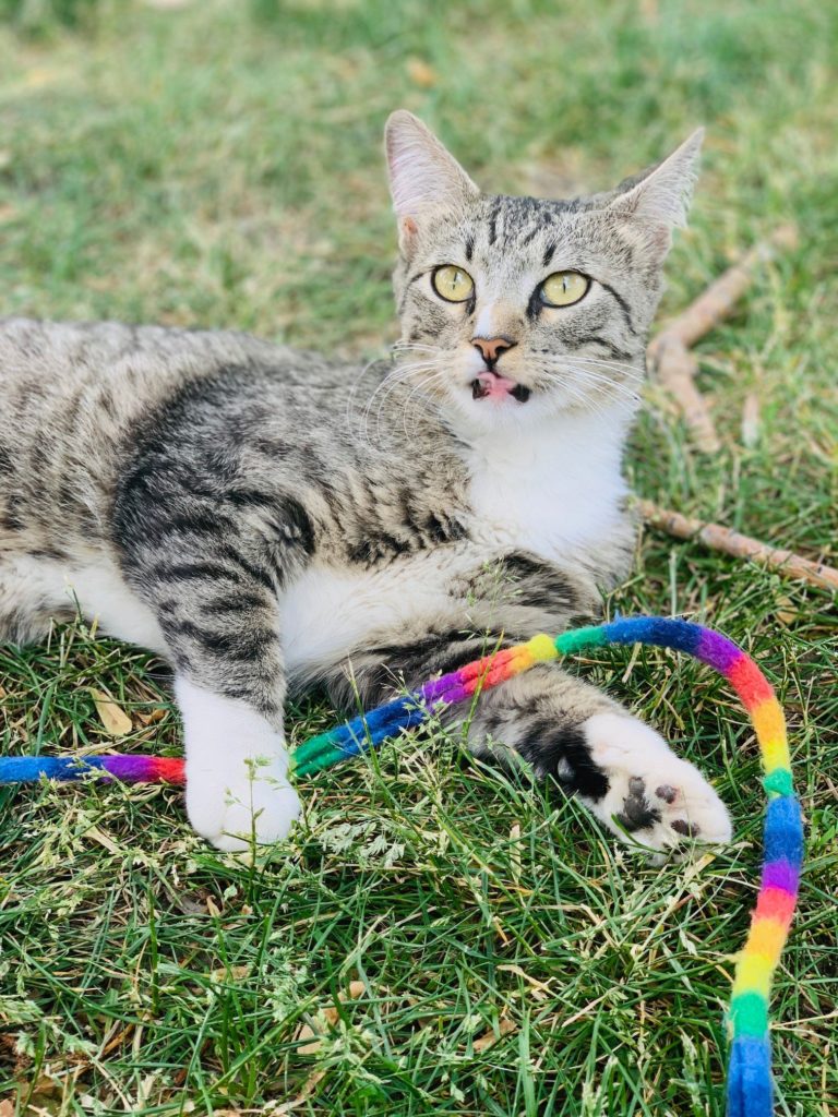 Tuck, A Sweet Kitty With Manx Syndrome Overcomes Adversity To Find His ...