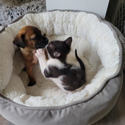 Benji Binx the Kitten and Ava the Puppy: Best Friends in Foster Care
