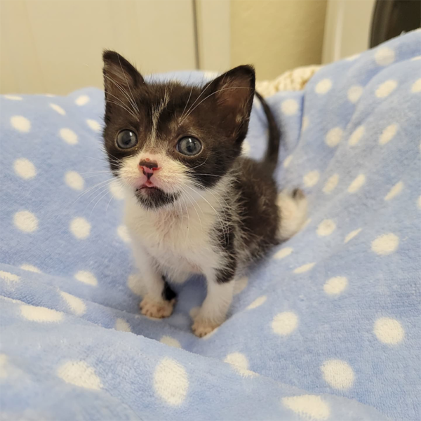 Benji Binx the Kitten and Ava the Puppy: Best Friends in Foster Care
