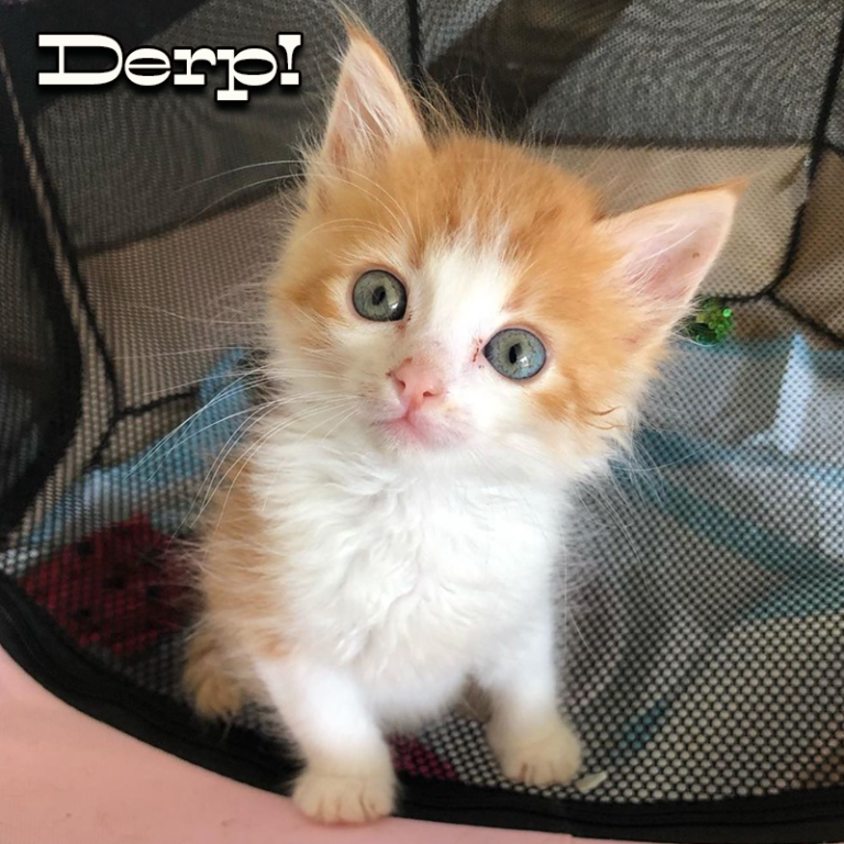 Meet Derpy Kitten Wyatt Derp and Doc Holiday, 'the Tombstone Babies'