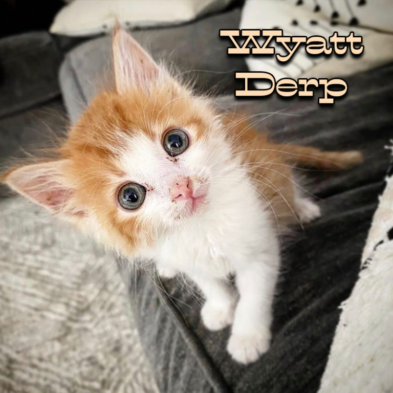 Meet Derpy Kitten Wyatt Derp and Doc Holiday, 'the Tombstone Babies'