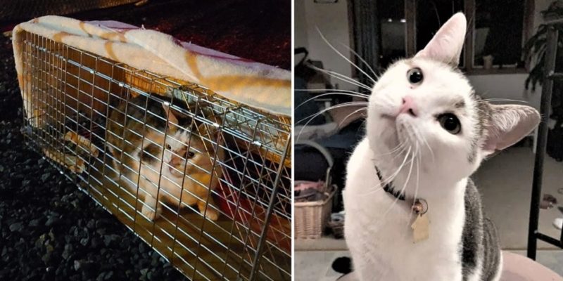 After Daring Escape, Cat Who Spent 3 Weeks At NY Airport Is Safe - Cole ...