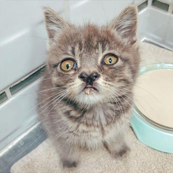 Jakey, the Impossible to Forget 'Foster Werewolf' Kitten