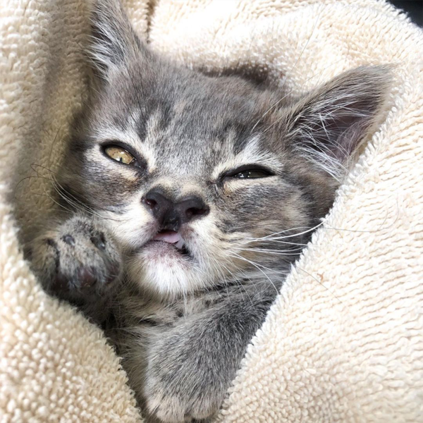 Jakey, the Impossible to Forget 'Foster Werewolf' Kitten