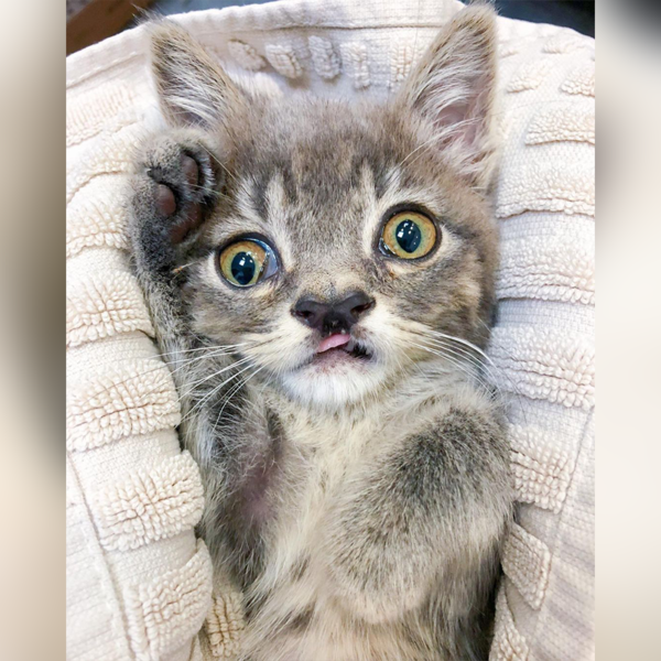 Jakey, the Impossible to Forget 'Foster Werewolf' Kitten