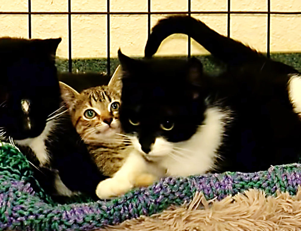 How To Tell The Difference Between Torbie, Tortie, Calico And Tabby ...