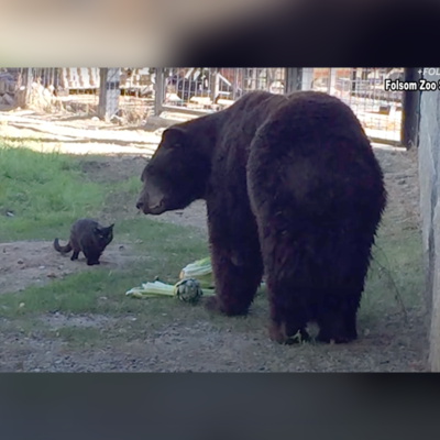 Mäuschen and Muschi: The 10-Year Bond Between a House Cat and Bear