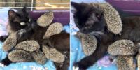 Zoo Cat Musya Becomes World Famous 'Mother of Hedgehogs'