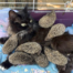 Zoo Cat Musya Becomes World Famous 'Mother of Hedgehogs'