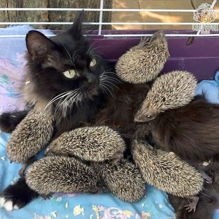 Zoo Cat Musya becomes World Famous 'Mother of Hedgehogs' - Exgenus