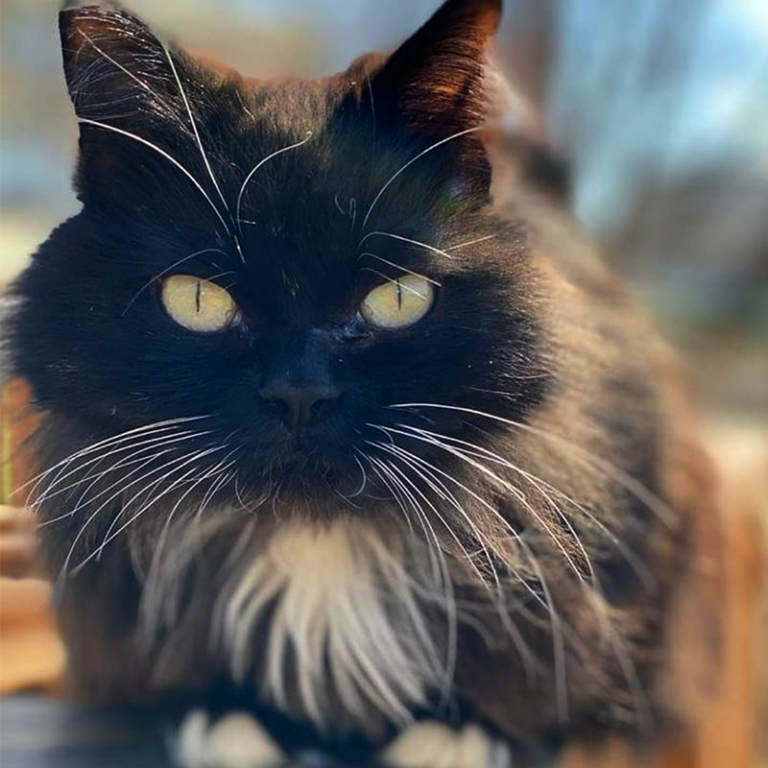 Zoo Cat Musya Becomes World Famous 'Mother of Hedgehogs'