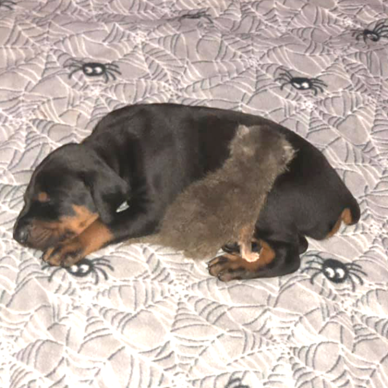 Ruby the Doberman Pinscher, Adopts Ramblin' Rose the Kitten