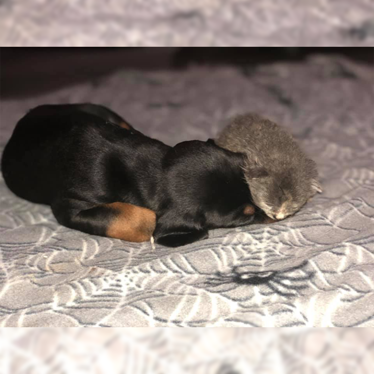 Ruby the Doberman Pinscher, Adopts Ramblin' Rose the Kitten