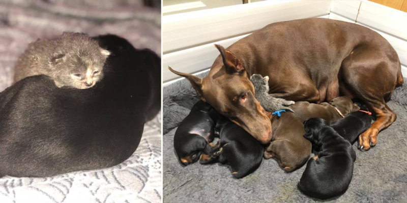 Ruby the Doberman Pinscher, Adopts Ramblin' Rose the Kitten