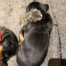 Ruby the Doberman Pinscher, Adopts Ramblin' Rose the Kitten