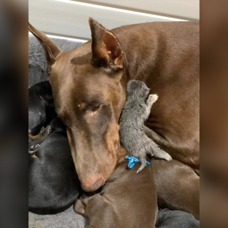Ruby the Doberman Pinscher, Adopts Ramblin' Rose the Kitten