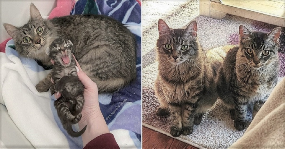 Adorable Mama Kitty Can't Stop Smiling When Kind Humans Step In To Help ...