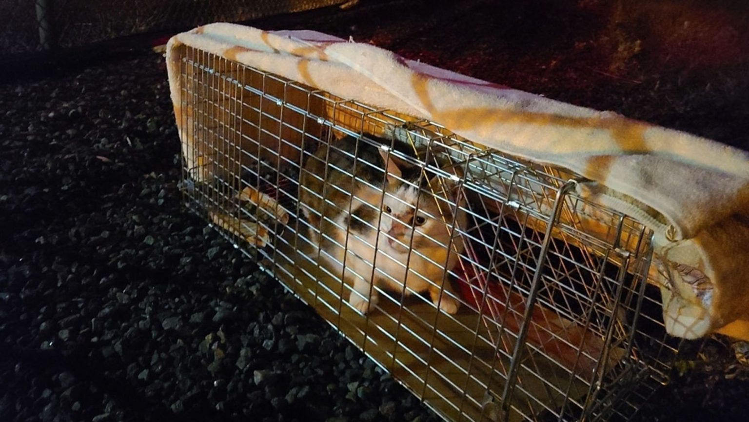 After Daring Escape, Cat Who Spent 3 Weeks At NY Airport Is Safe - Cole ...