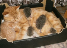 Zoo Cat Musya Becomes World Famous 'Mother of Hedgehogs'