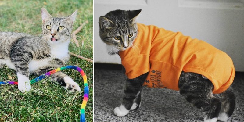 Tuck, A Sweet Kitty With Manx Syndrome Overcomes Adversity To Find His ...
