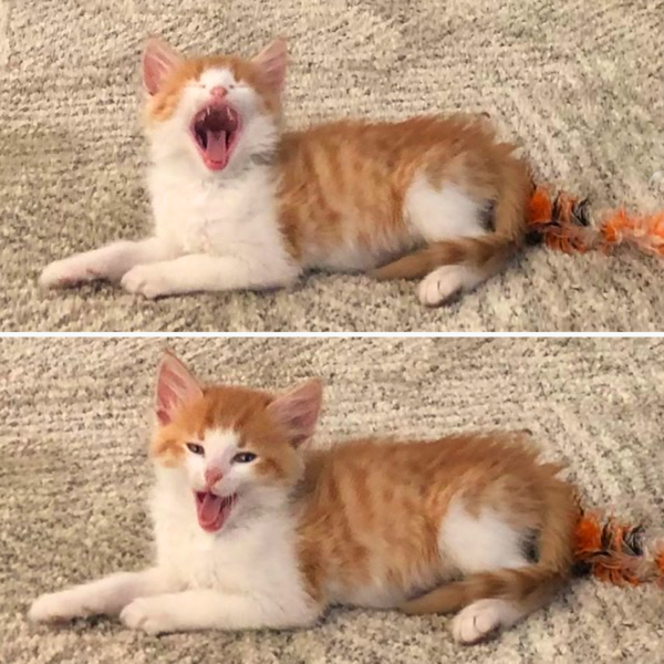 Meet Derpy Kitten Wyatt Derp and Doc Holiday, 'the Tombstone Babies'