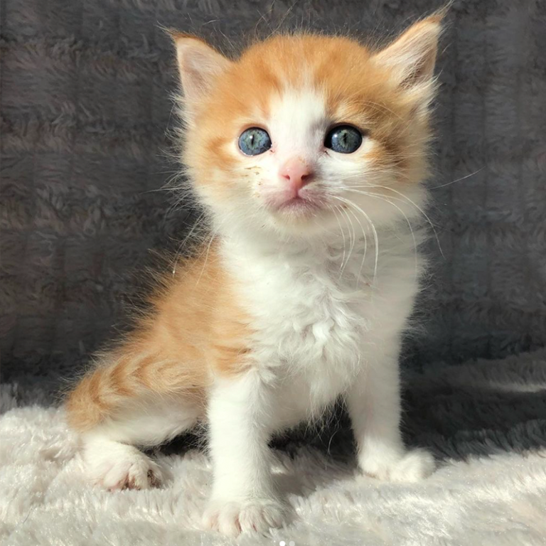 Meet Derpy Kitten Wyatt Derp and Doc Holiday, 'the Tombstone Babies'