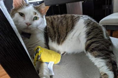 After Daring Escape, Cat Who Spent 3 Weeks At NY Airport Is Safe - Cole ...