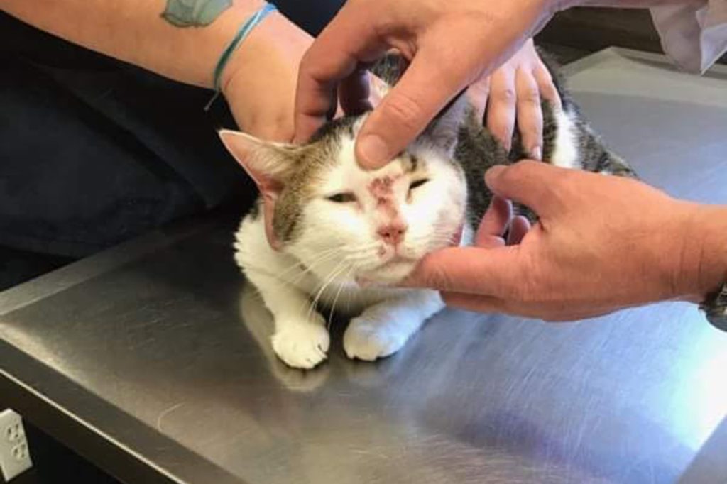 After Daring Escape, Cat Who Spent 3 Weeks At NY Airport Is Safe - Cole ...