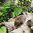 Zoo Cat Musya Becomes World Famous 'Mother of Hedgehogs'