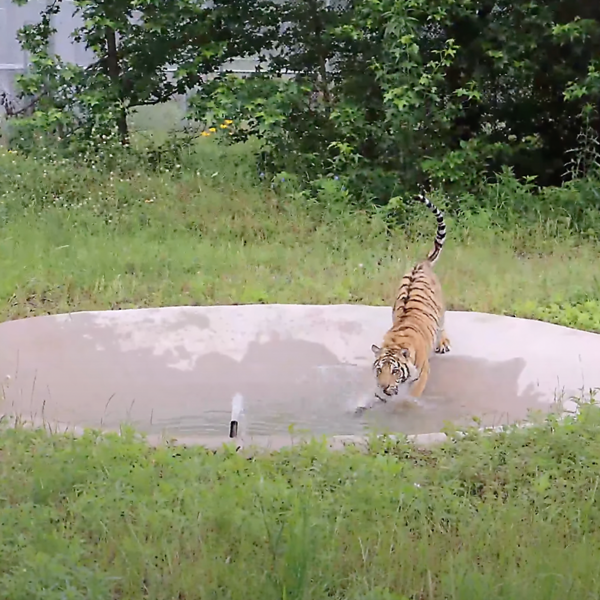 Rescued Tigers Enjoy Their First Months at Black Beauty Ranch