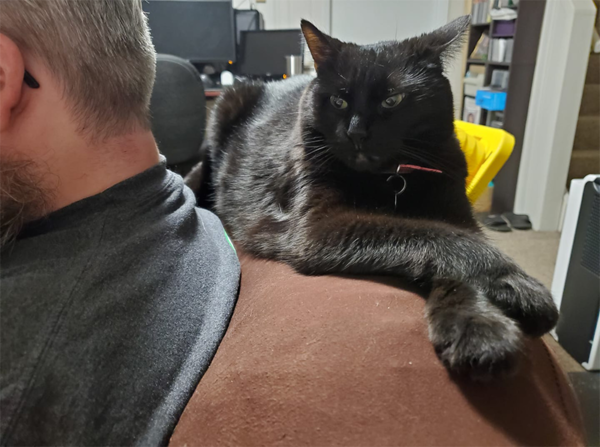 Cole Furever: Fans Share Stories of Adopting Black Cats Because of Cole