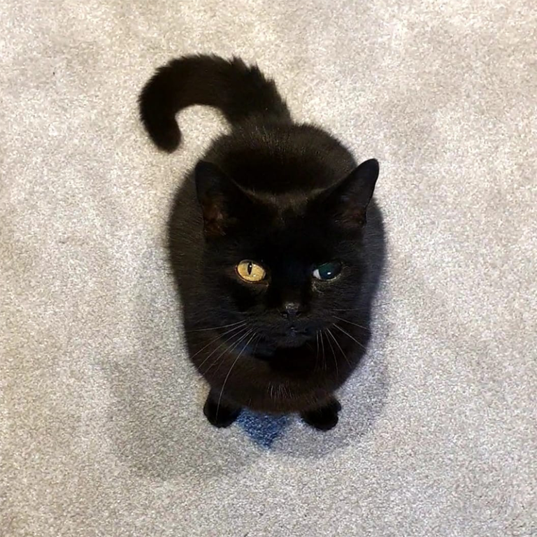 Cole Furever: Fans Share Stories of Adopting Black Cats Because of Cole
