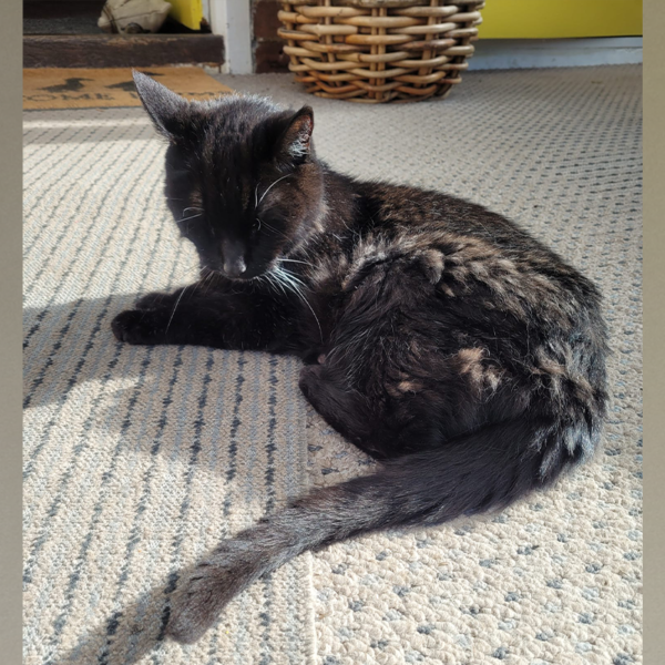 Cole Furever: Fans Share Stories of Adopting Black Cats Because of Cole