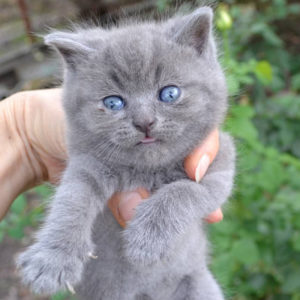 Fedya Always Looks Surprised but Loves Life With Best Cat Friend