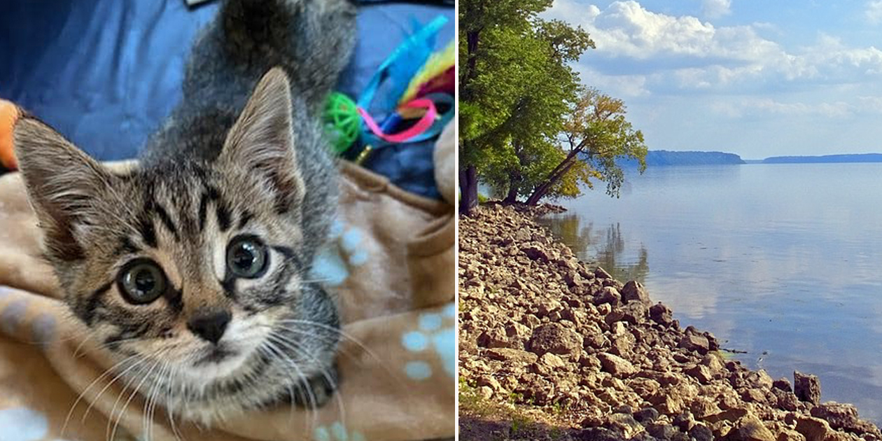 Finn the Kitten Swims the Mississippi River Into the Arms of Rescuer