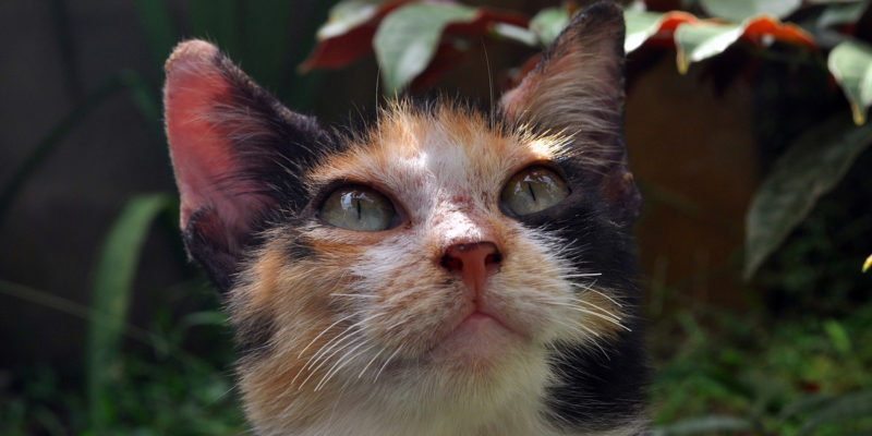 Your Cat's Senses Are Spooktastic, But Can She Really See Ghosts?