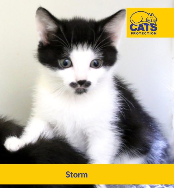 Six Kittens with 'Spooky' Names Find Homes Before Halloween